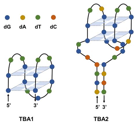 Aptamer Based Sensors For Thrombin Detection Application