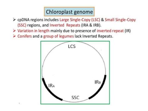 Chloroplast Transformationpptx Biological Sciences Science