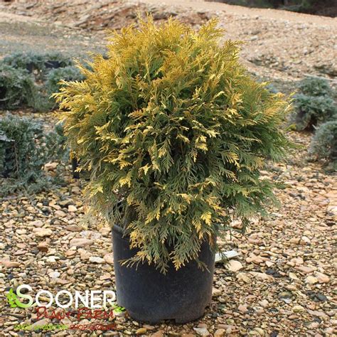Golden Globe Arborvitae Sooner Plant Farm