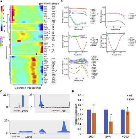 Pseudo Time Analysis Of Known Marker Genes A Clustering Of Download Scientific Diagram