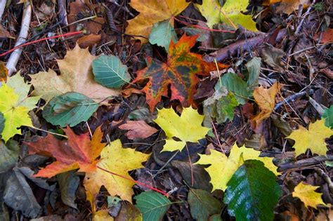 All Nature Has A Feeling By John Clare The Hazel Tree
