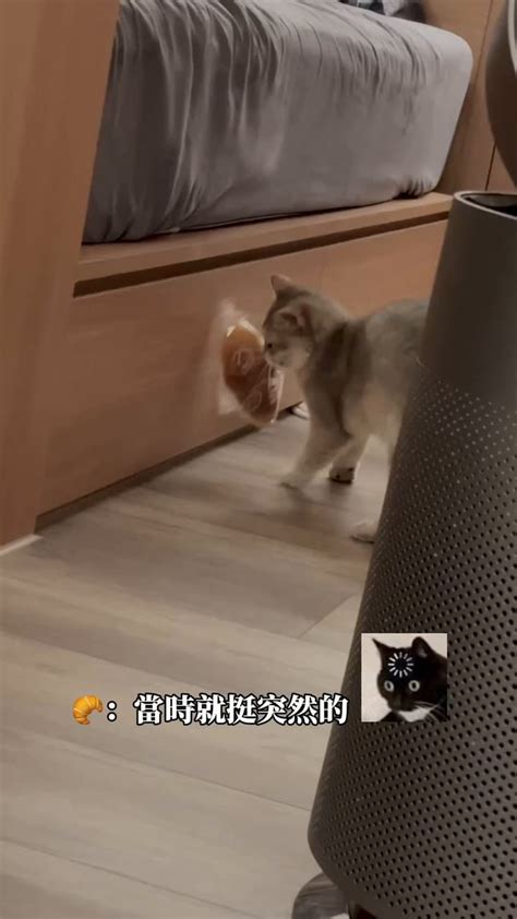 當時就挺突然的 曬貓板 Dcard