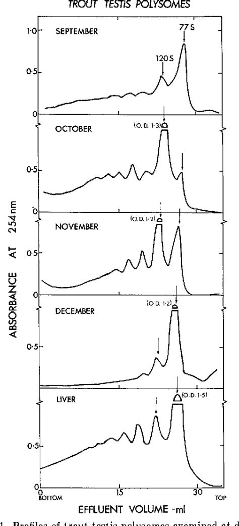 Figure 1 From The Biosynthesis Of Protamine In Trout Testis Semantic