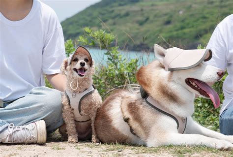 튼튼한 강아지 하네스 주 레미디