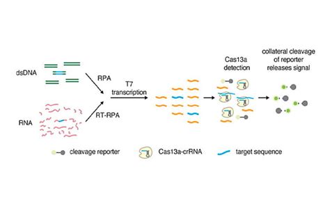 A Novel Assay For Simultaneous Detection Of Latent Malaria Reservoirs And Artemisinin Drug