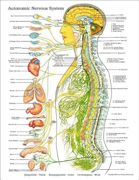 The Autonomic Nervous System Ans Zia Lilyan
