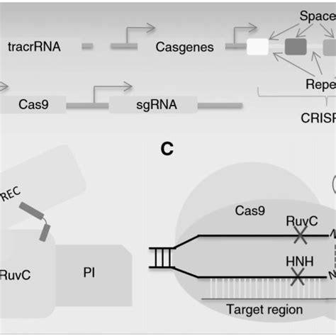 6 Schematic Diagram Of Crispr Cas9 A The Top Diagram Is A Display Of Download Scientific