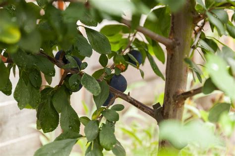 How To Grow Trees In Containers