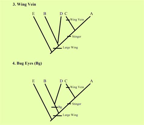 Evolving Trees Introduction To Phylogenetic Analysis And Building Course Hero