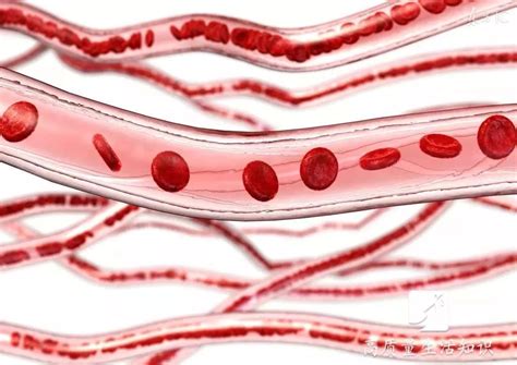 【健康】它才是天然血管“清理王”，养胃护胃很厉害，关键才几毛钱一斤