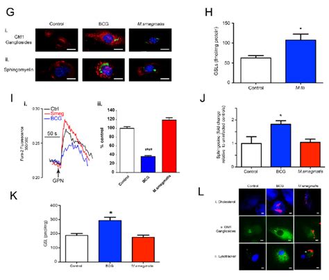 Pathogenic Mycobacteria Induce Npc Phenotypes In Raw 2647 Cells And