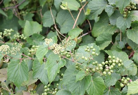 ノブドウ野葡萄カラフルな小さな実が可愛いツル植物 優しい雨