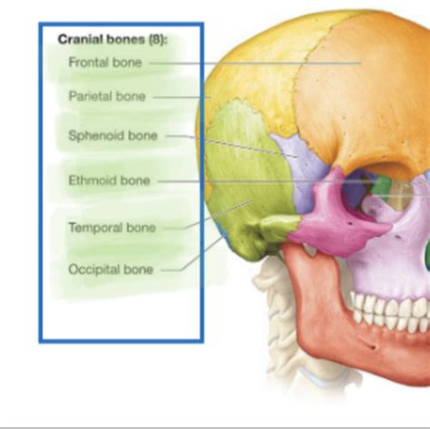 A P Lab Quiz Axial Skeleton Flashcards Quizlet
