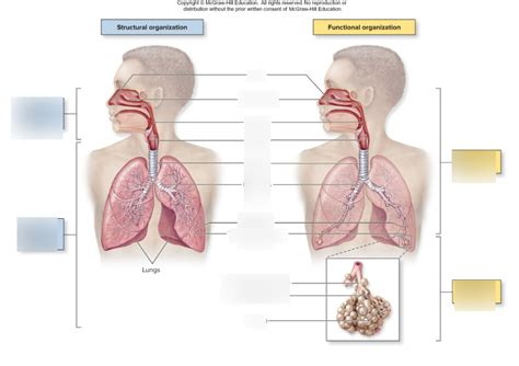 AP Resp Lab Exam Diagram Diagram Quizlet