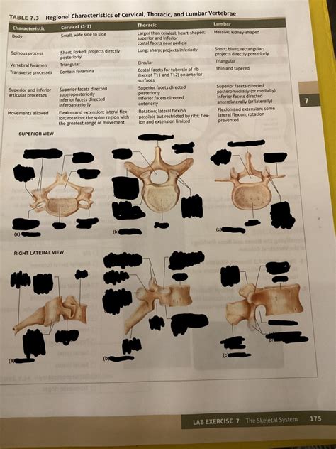 Cervical Thoracic Lumbar Diagram Quizlet