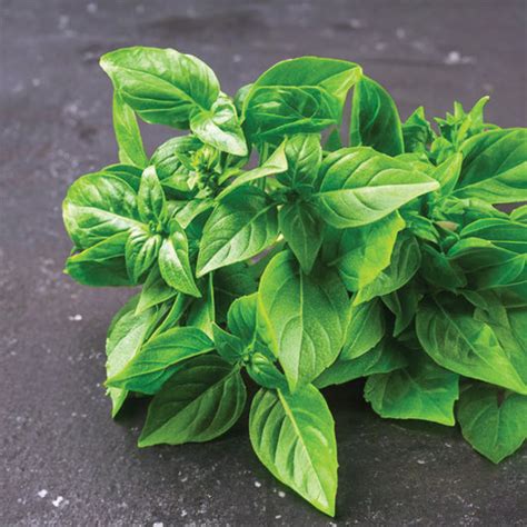 Basil Seeds Ne Seed