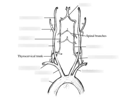 Carotid Quiz Diagram Quizlet