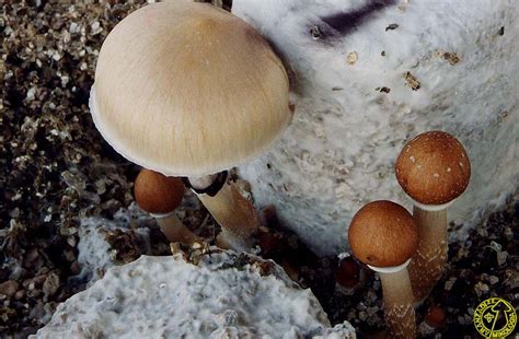 Psilocybe Cubensis Aranzadi — Zientzia Elkartea
