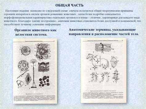 Анатомия домашних животных - презентация онлайн