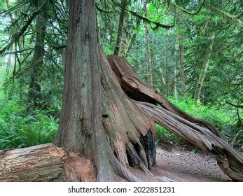 Extensive Root System Tree Temperate Rain Stock Photo Shutterstock