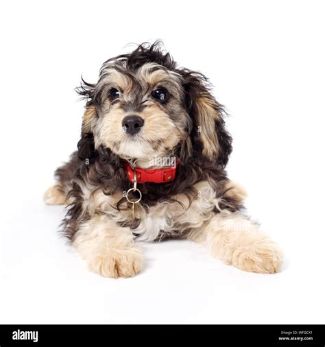 Cavapoo White Background Cut Out Stock Images And Pictures Alamy