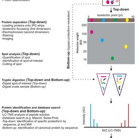 Schematic Of Top Down And Bottom Up Proteomic Approaches In Top Down Download Scientific