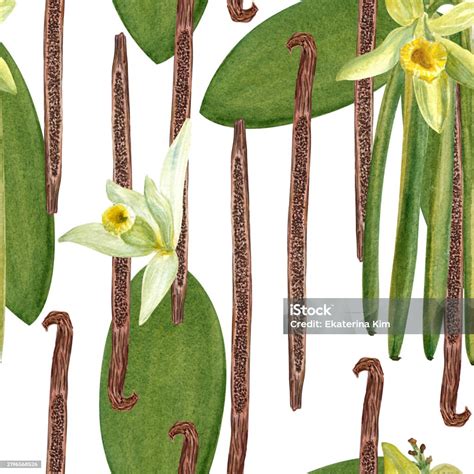 바닐라 꽃과 콩은 흰색 배경에 고립 된 수채화에 완벽 한 패턴을 심습니다 향신료 상자 카페 메뉴 사막 포장 포장지 로고에 완벽한 고품질 손으로 그린 디자인 0명에 대한 스톡