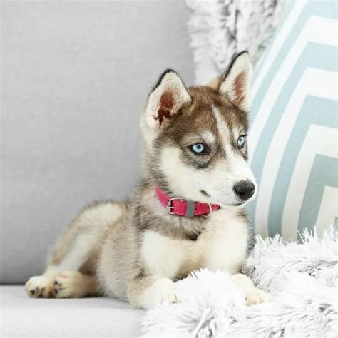 Cachorros De Husky Siberiano Criaderos Top Y Precios Smylepets