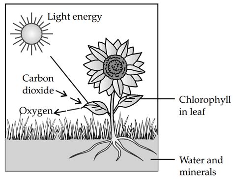 NCERT Solutions For Class Science Chapter Nutrition In Plants XAM CONTENT