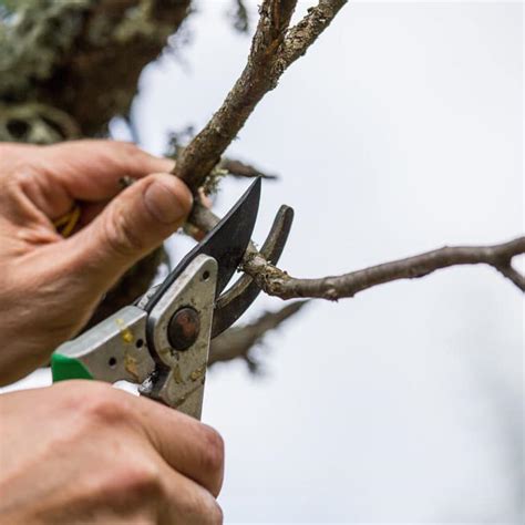 Spring Tree Pruning Elite Tree Care