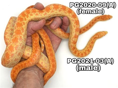 Pair T Pacific Gopher Snakes By Dc Reptiles Pair T Pacific Gopher Snakes By Dc Reptiles