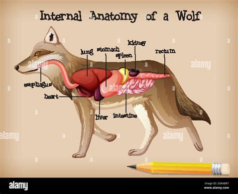 Wolf Anatomy And Physiology