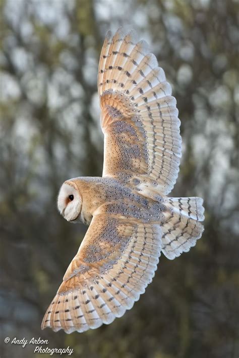Majestic Barn Owl In Flight Birdwatching Tips For Beginners Nature