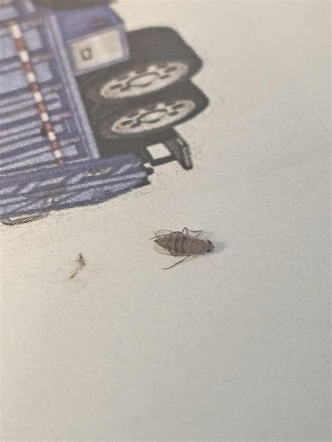 Tiny Flying Bug Id Request Rwhatsthisbug