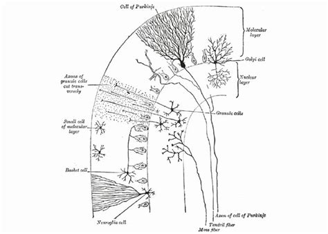 Membrane Structure And Function Worksheet Answers Printable Calendars