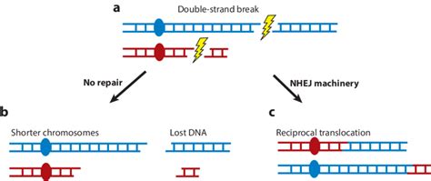 Chromosomal Rearrangements Originating From The Nonhomologous Dna Download Scientific Diagram