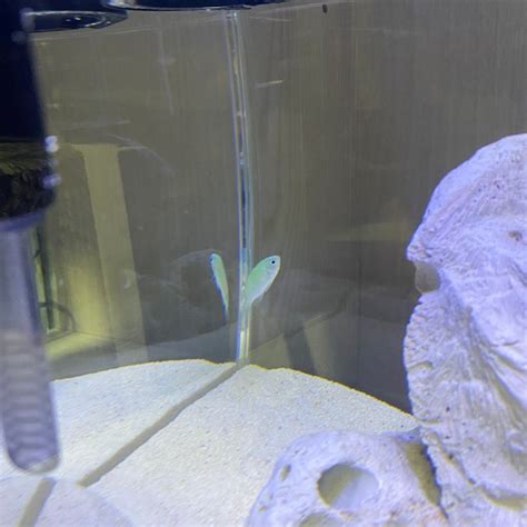 그린크로미스 상태좀 봐주세여 지식in