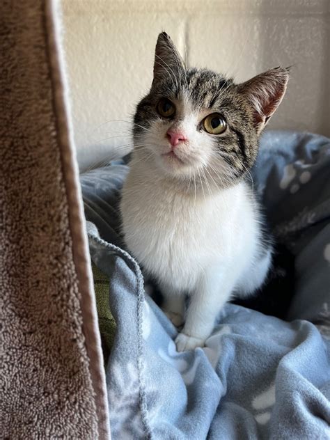 Bambi Cotswolds Dogs And Cats Home