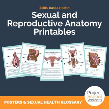 Reproductive System And Body Parts Posters Inclusive Sexual Health