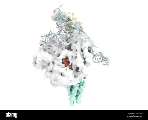 Telomerase Active Site Bound To Dna Molecular Model Telomerase Is A