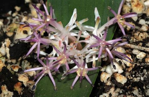 Daubenya Pacific Bulb Society