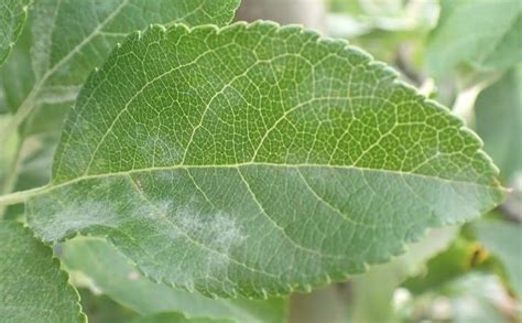 Powderymildew Object Detection Dataset By Yiyan