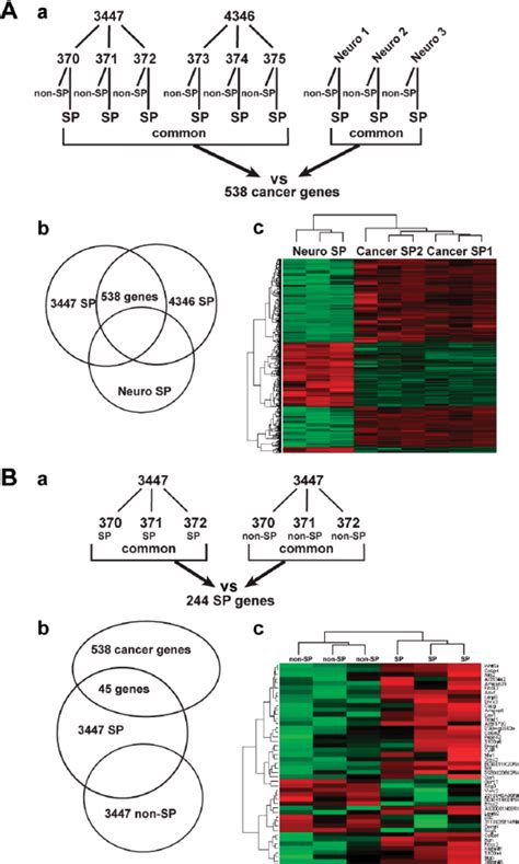 Microarray Analysis Of Sp Sorted Normal And Cancer Cells Download