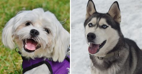 말티즈시베리안 허스키 말스키에 대해 알아보자 비마이펫