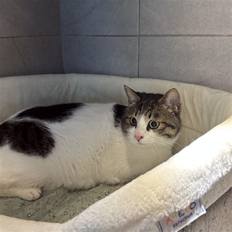 코리안숏헤어 시월 코리안숏헤어 비숑프리제분양 치와와분양 고양이보호소 광주유기견보호센터 광주광역시유기견보호센터 유기견보호센터봉사 리트리버분양 강아지무료분양 유기견무료분양