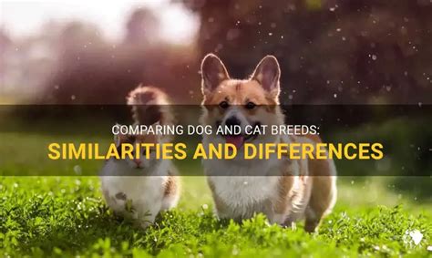Comparing Dog And Cat Breeds Similarities And Differences Petshun