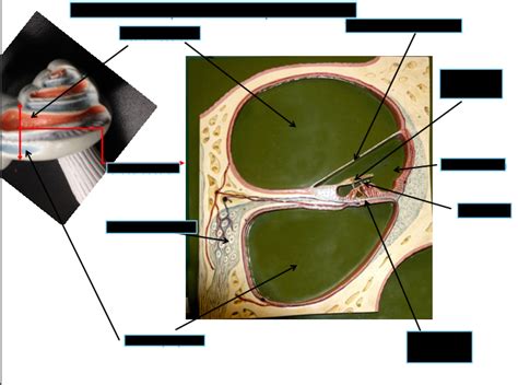 Cross Section Internal View Of Cochlear Diagram Quizlet