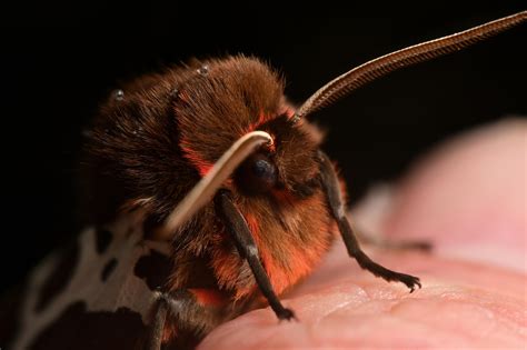 Garden Tiger Moth Scrolller