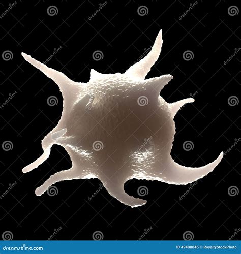 Activated Platelets Artwork Stock Illustration Illustration Of Anatomical Human 49400846