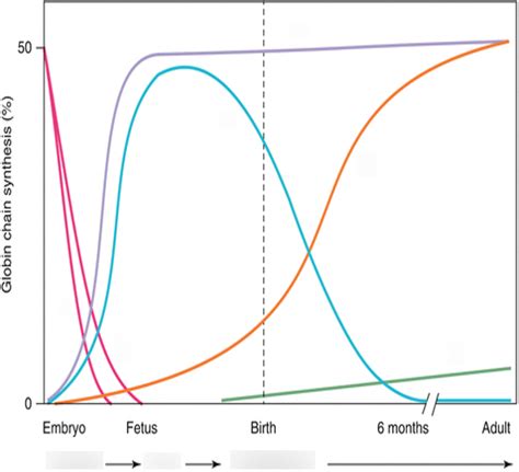 Study Help Globin Chain Synthesis Diagram Quizlet